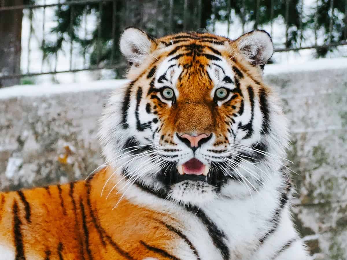 The Tiger Spirit Animal And Its Connection To Strength - Dreaming Realms